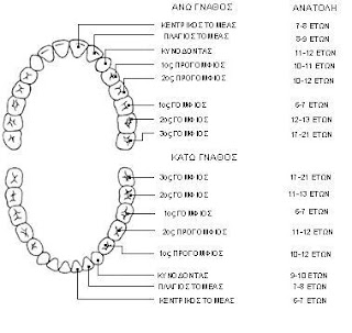 e-dentistry: Τα δόντια των ενηλίκων