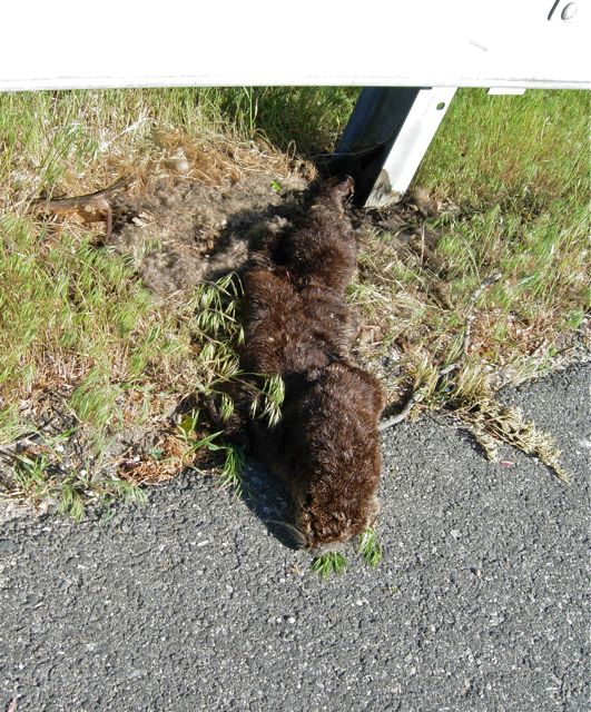 Chatter from the Wren's Nest: FLATTENED FAUNA