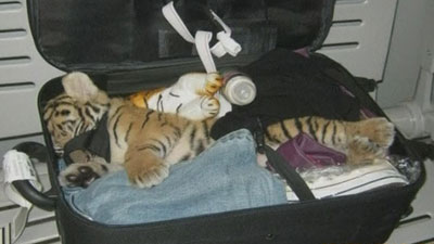 Current Event: Exotic Animal Smugglers: Part of Growing Problem