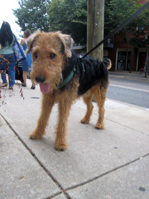 Bogart Handsome Devil, Airedale Terrier Puppy Dog Blog: Signs of Bella ...