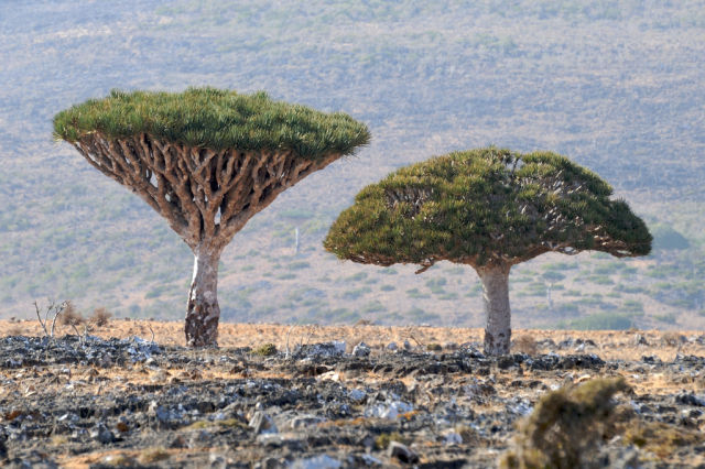 Hum Tum: [Hum-Our-Tum] Dragon's Blood tree That produce Red Sap..