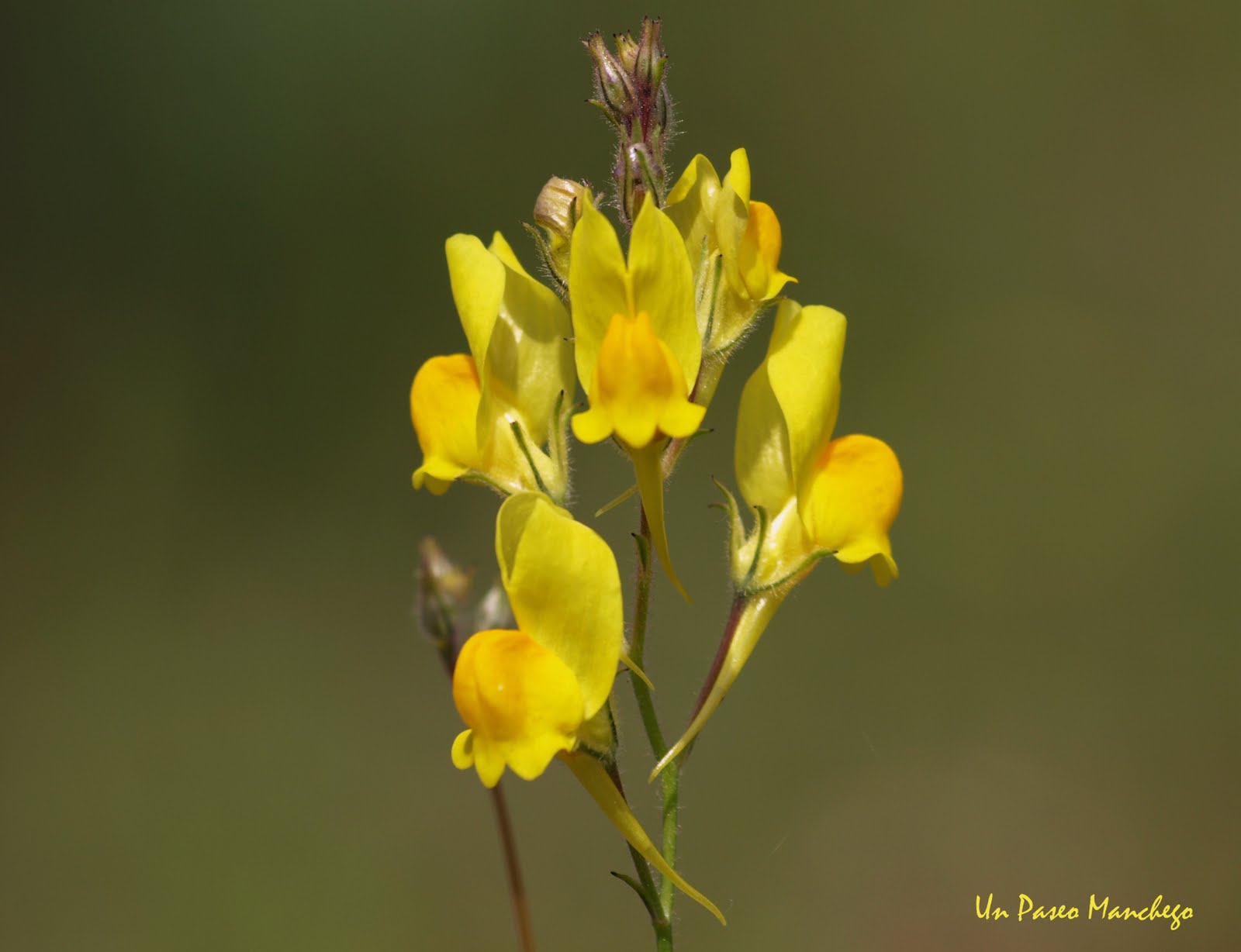 Un Paseo Manchego: Baleo Montesino; Linaria spartea.