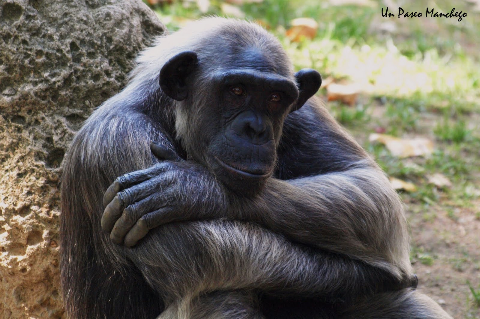 Un Paseo Manchego: El Mono Aburrido.
