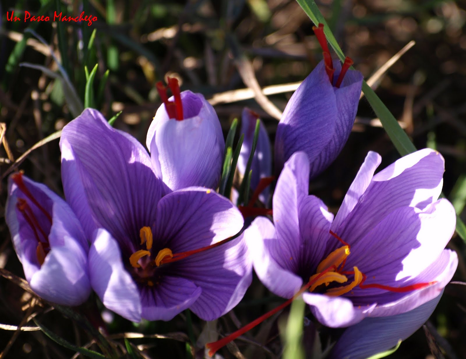 Un Paseo Manchego: El Azafrán: El oro rojo de la gastronomía.