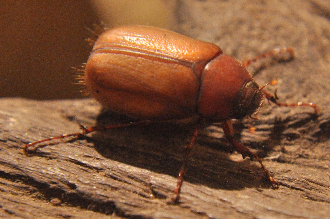 SELVALIN, compartiendo secretos del trópico...: Abejones de mayo