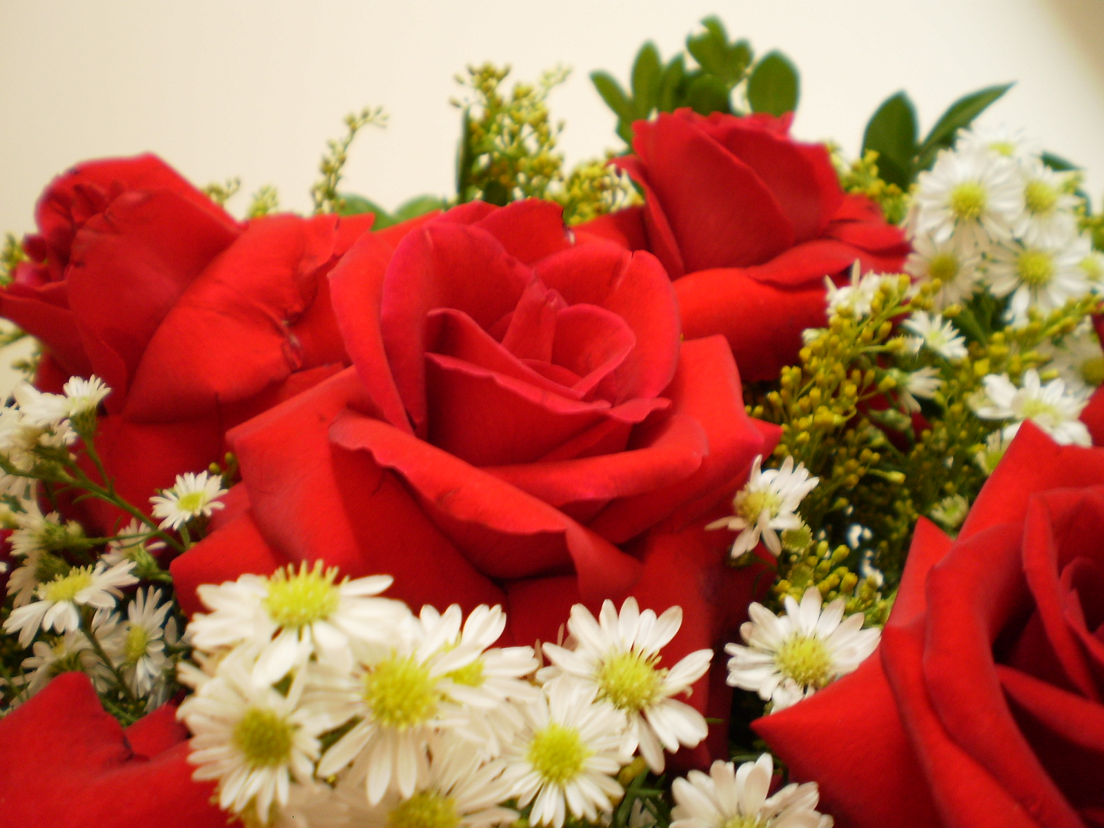 Belas Rosas: Fotos - Rosas Vermelhas