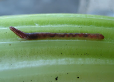 You get quite a good view of his innards on this though!