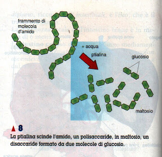 1B_2B_G.VERDI: IL PROCESSO DIGESTIVO