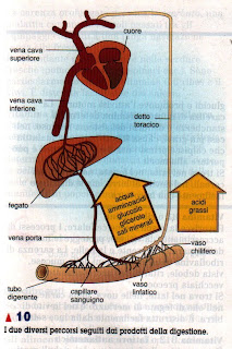1B_2B_G.VERDI: IL PROCESSO DIGESTIVO