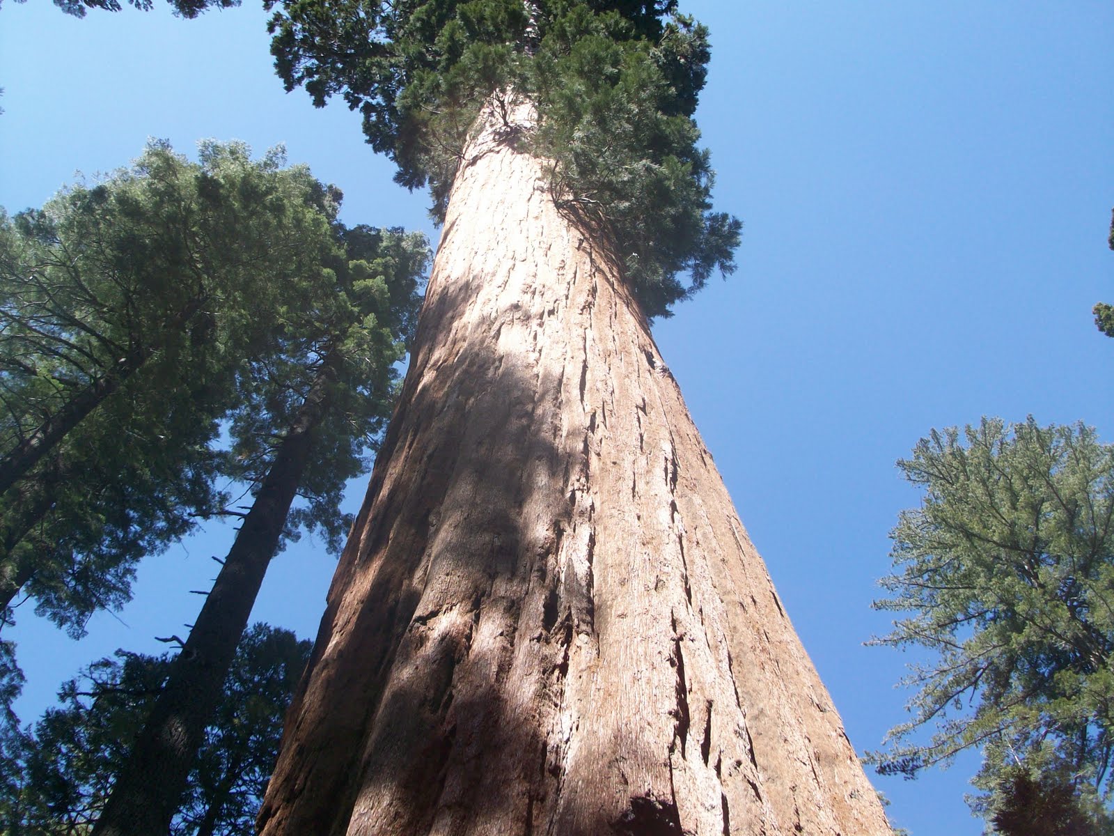 Trek CA: Big Tree at Calaveras Big Trees State Park