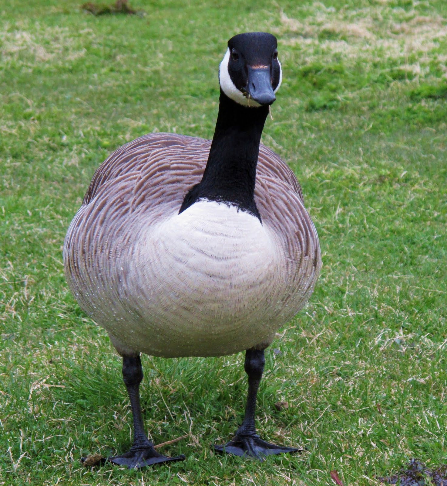 Nordis's NaturFoto: Fugler fra Østensjøvannet, Oslo