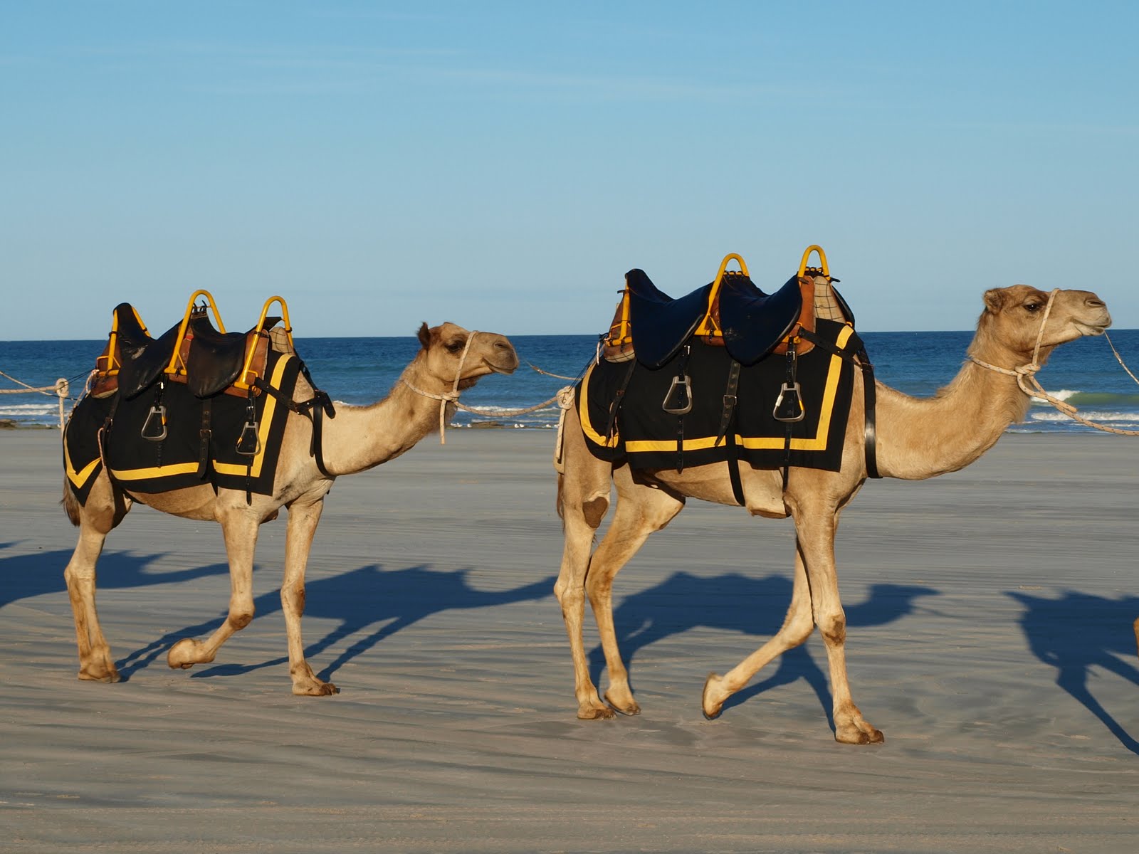 Buccaneers, Baguettes and Brits