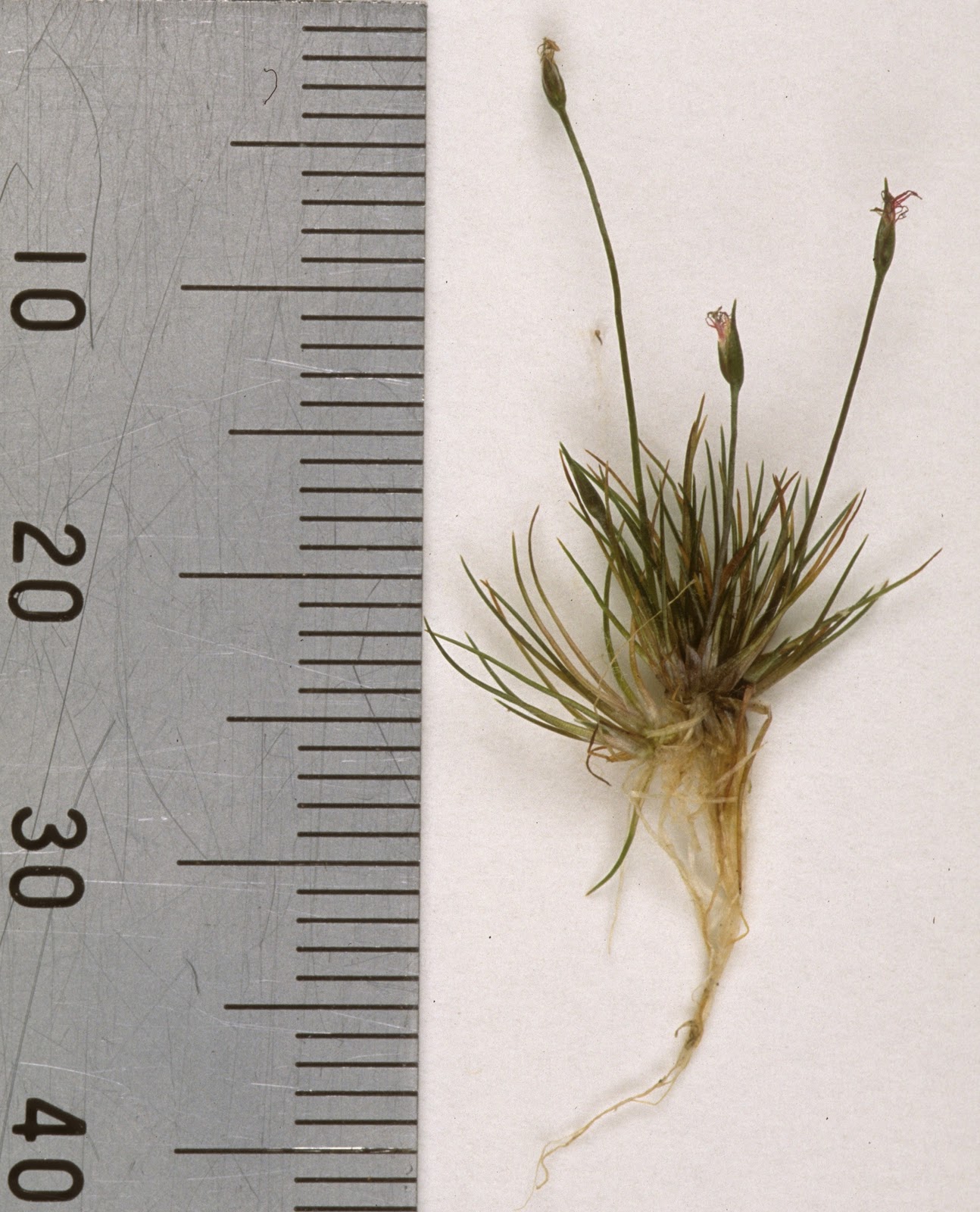 Tiny plant family finds a home