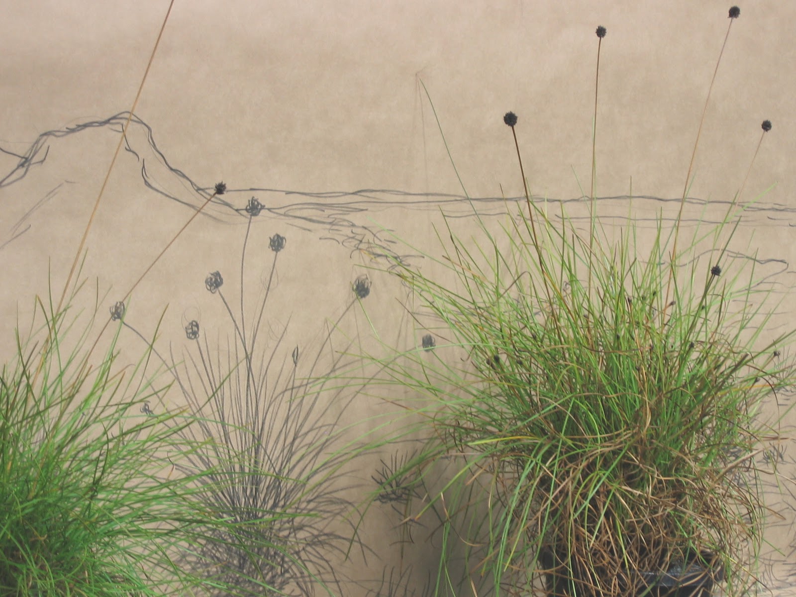 Crayfish gardening in the Button Grass Moorlands