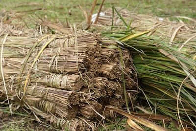 Rabaul Daily Photo: Kunai Grass