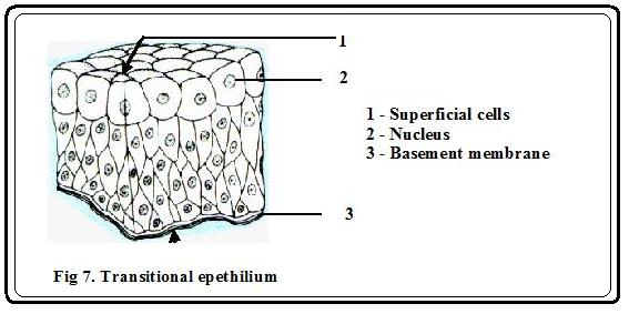 Online Biology Help--------|: Sample for our assignment/learning topic ...