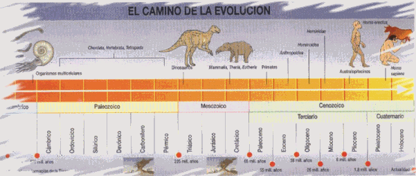 Teoria de la evolucion: Selección natural-Darwin
