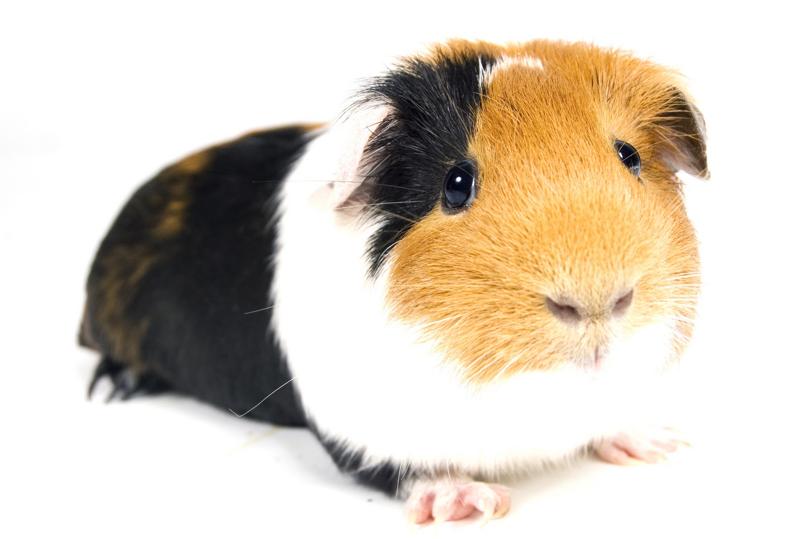 Guinea Pigs