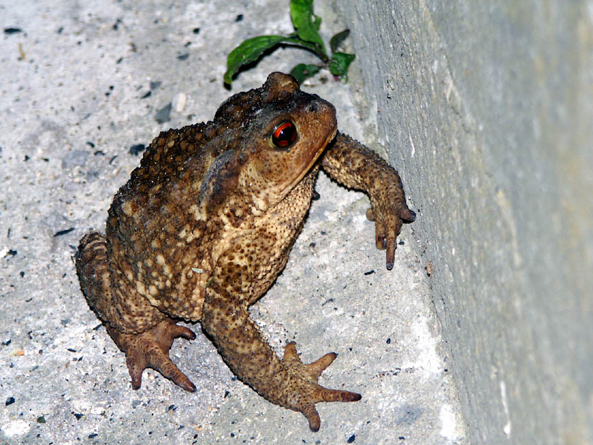 Days on the Claise: A Common Toad