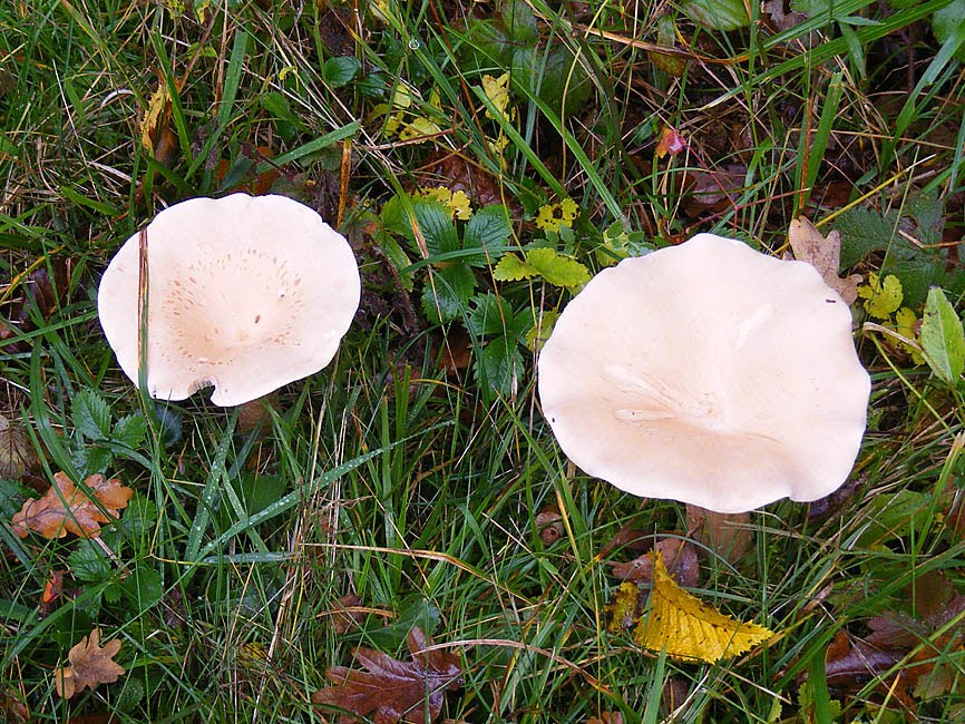 Days on the Claise: Funnel Caps