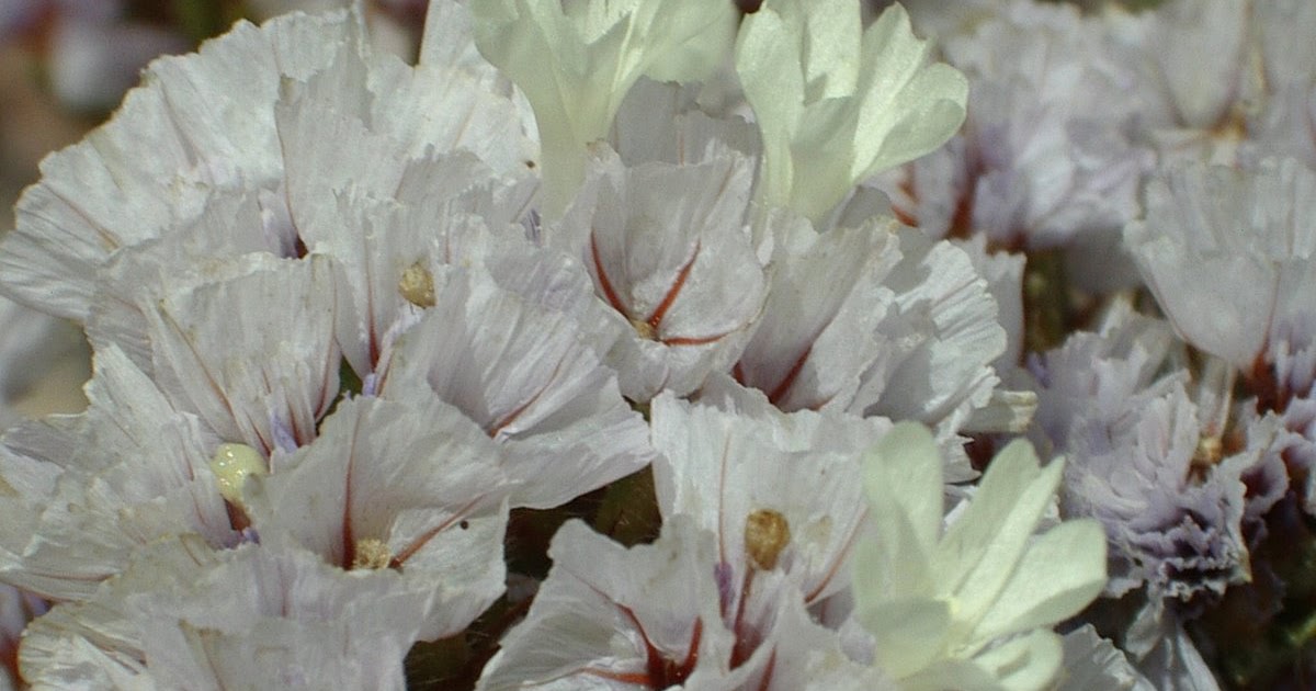Limonium sinuatum (L.) Mill.