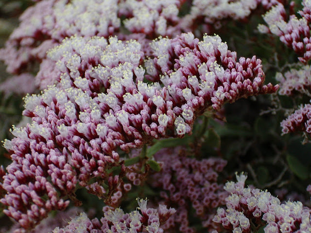 Limonium pectinatum ([Sol. in] Aiton) Kuntze