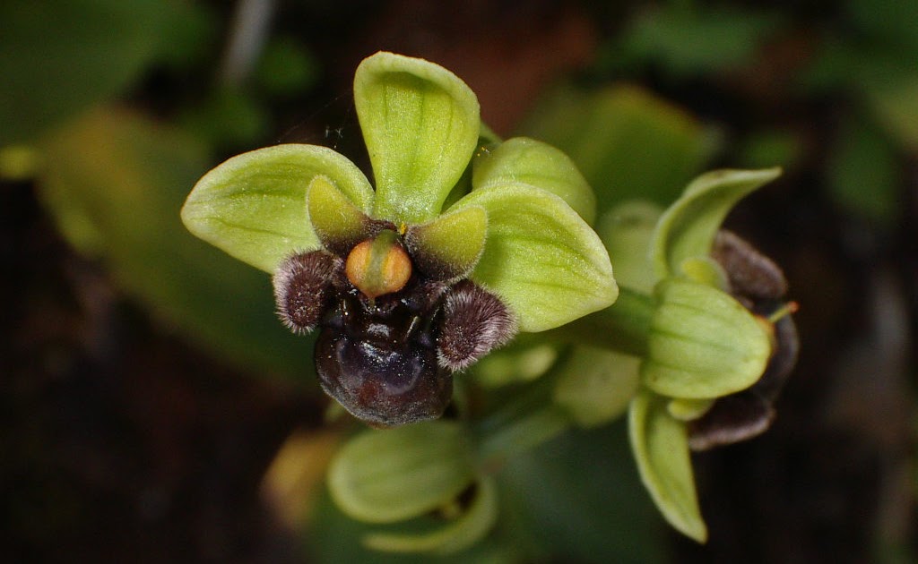 Ophrys bombyliflora Link
