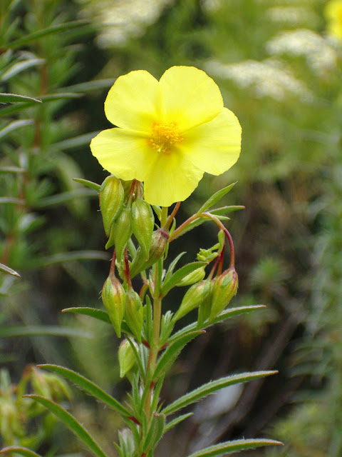 Helianthemum inaguae Marrero Rodr., González Martín & González Artiles