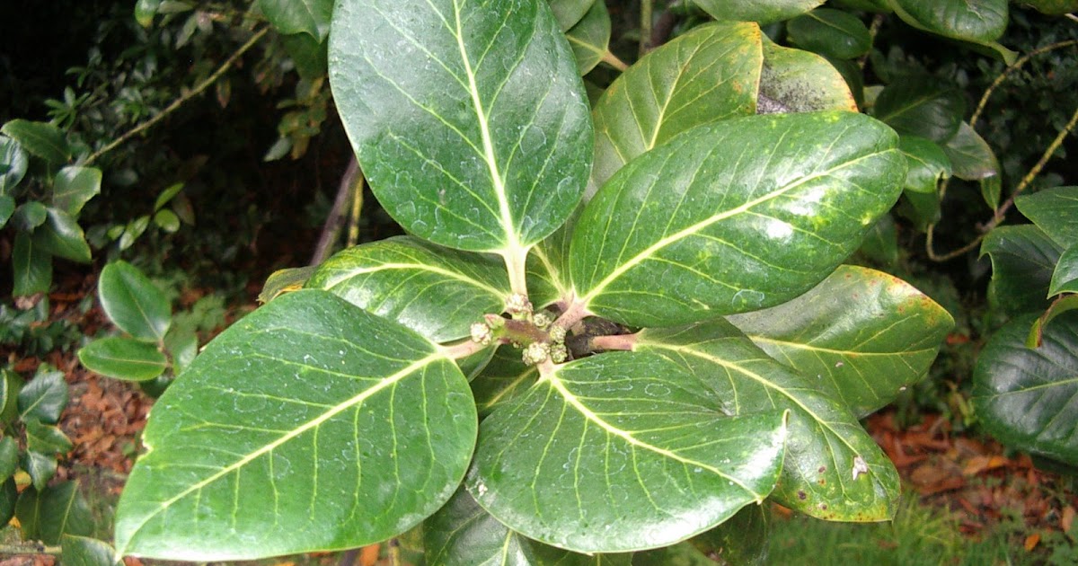 Ilex perado spp. platyphylla