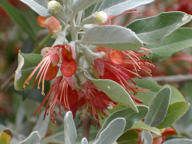 Teucrium heterophyllum spp. brevipilosum