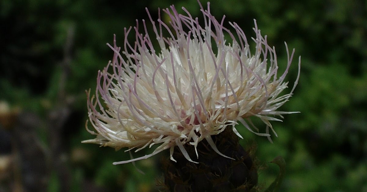 Cheirolophus duranii (Burchard) Holub