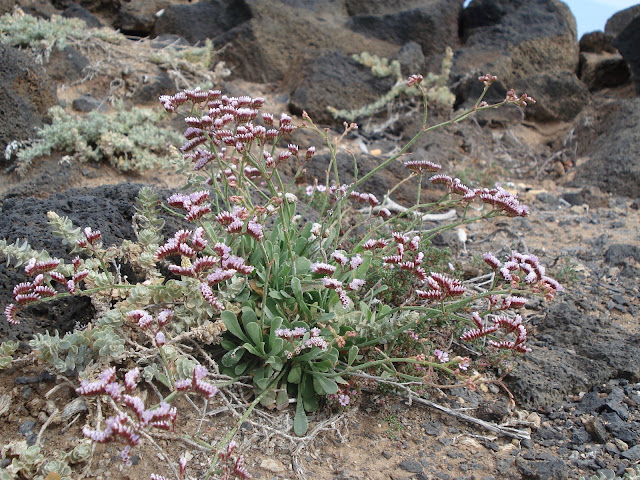 Limonium pectinatum ([Sol. in] Aiton) Kuntze