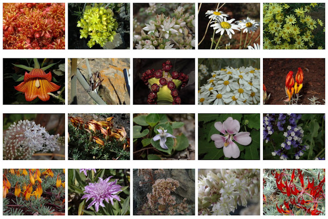 Flores de Canarias