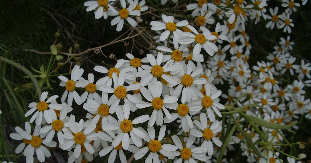 Gonospermum ferulaceum