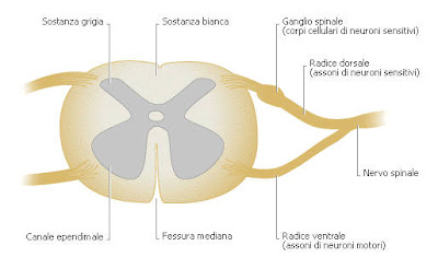 Le nostre attività più... interessanti?!: Il Midollo Spinale