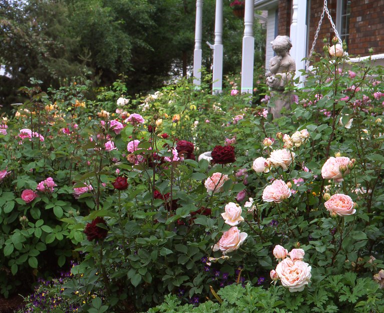 A Gardener's Journal: Must Have - The English Rose