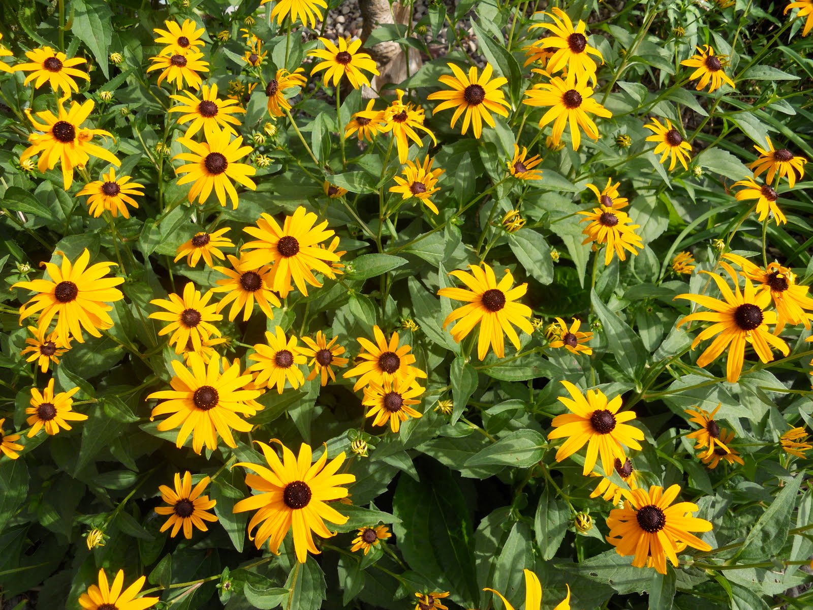 Day's View: Photo #202: Rudbeckia