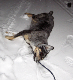 Jackson Jambalaya: Don't forget: David Waide & Farm Bureau think animal ...