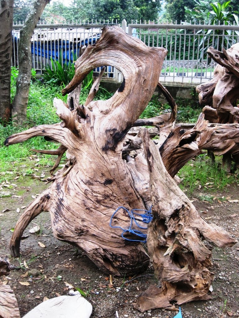 Galeri56: Bongkahan Akar Jati