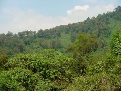 biomas terrestres: EL BOSQUE TROPICAL O SELVA VIRGEN......