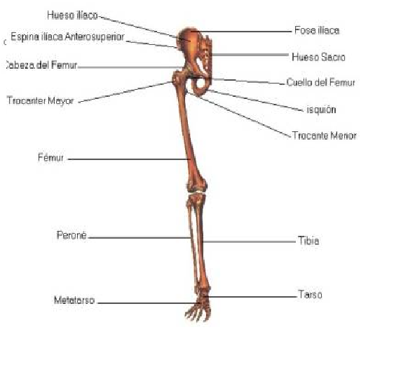 PRINCIPALES HUESOS DEL CUERPO HUMANO: HUESOS DE LAS EXTREMIDADES INFERIORES