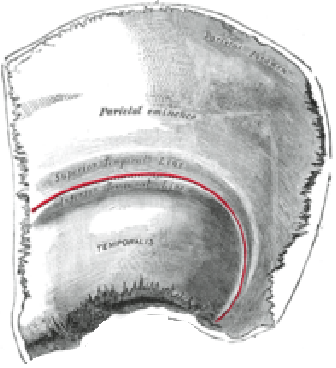 PRINCIPALES HUESOS DEL CUERPO HUMANO: PARIETAL