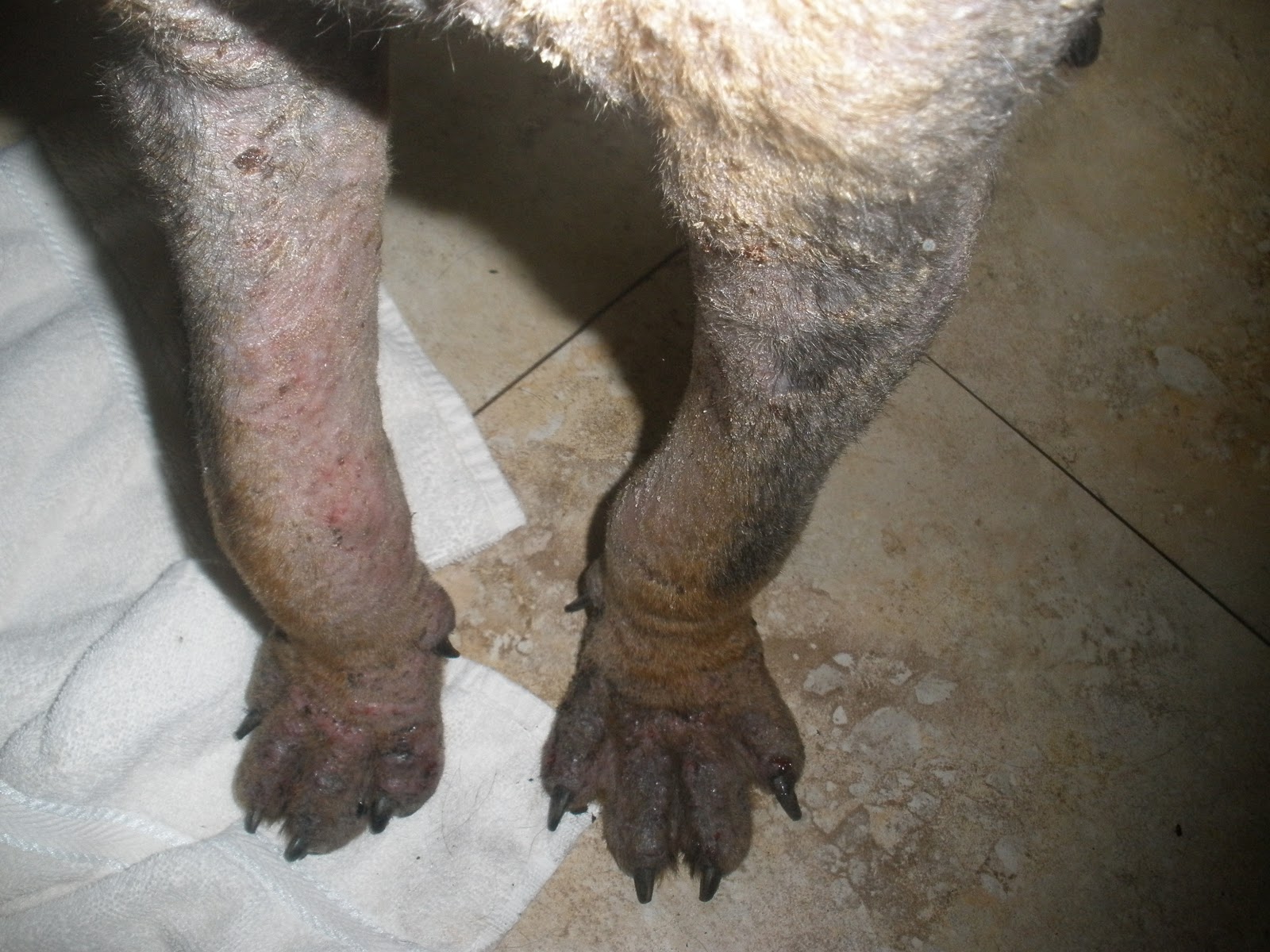 NoPawRescues: Demodex Mange