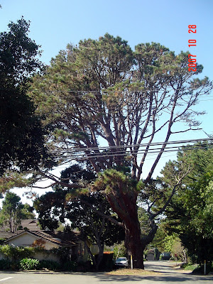 The Carmel-by-the-Sea WATCHDOG!: THE HERITAGE TREES OF CARMEL-BY-THE-SEA