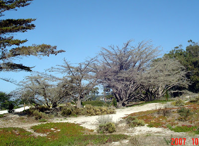 The Carmel-by-the-Sea WATCHDOG!: THE HERITAGE TREES OF CARMEL-BY-THE-SEA