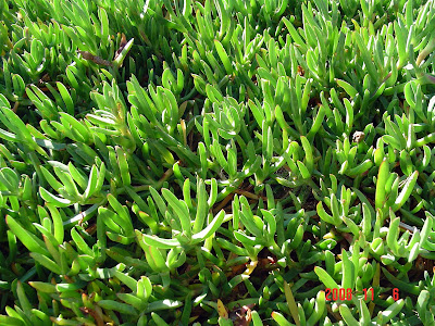 The Carmel-by-the-Sea WATCHDOG!: Non-Native, Invasive Ice Plant Abound ...