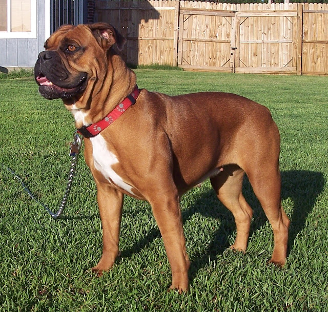 Extreme Dog Breeds: Valley Bulldog