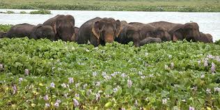 Deepor Beel ~ Assam The North East Of India