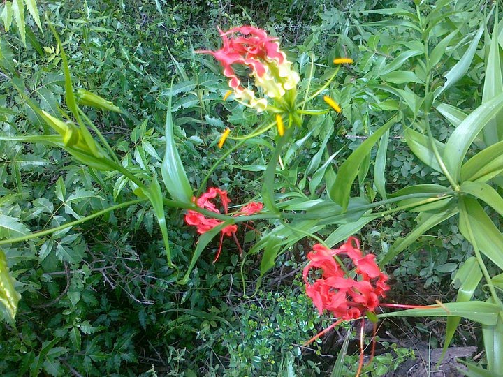 tamil makkal kural: karthigai poo,karthigai malar,tamil eelam thesiya ...