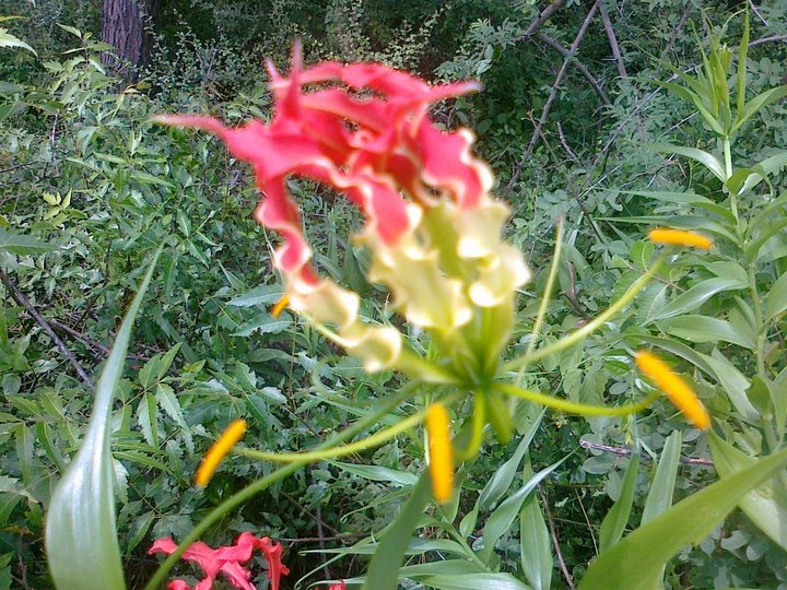 tamil makkal kural: karthigai poo,karthigai malar,tamil eelam thesiya ...